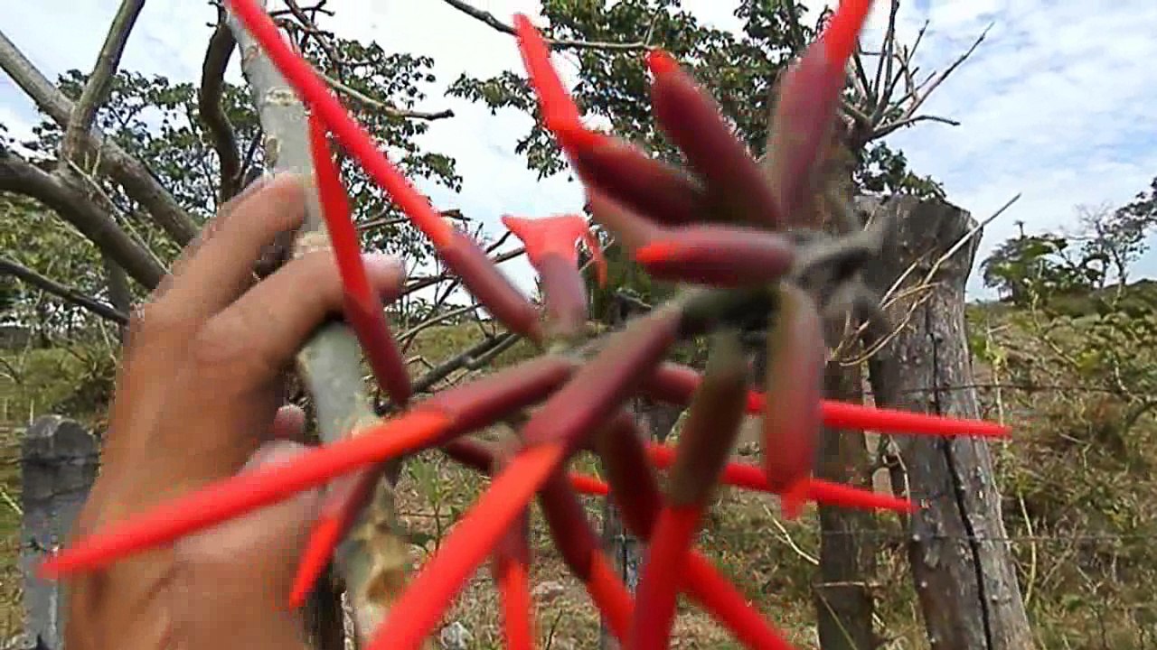 Pito's tree exotic food from El Salvador in Central America - Vídeo ...