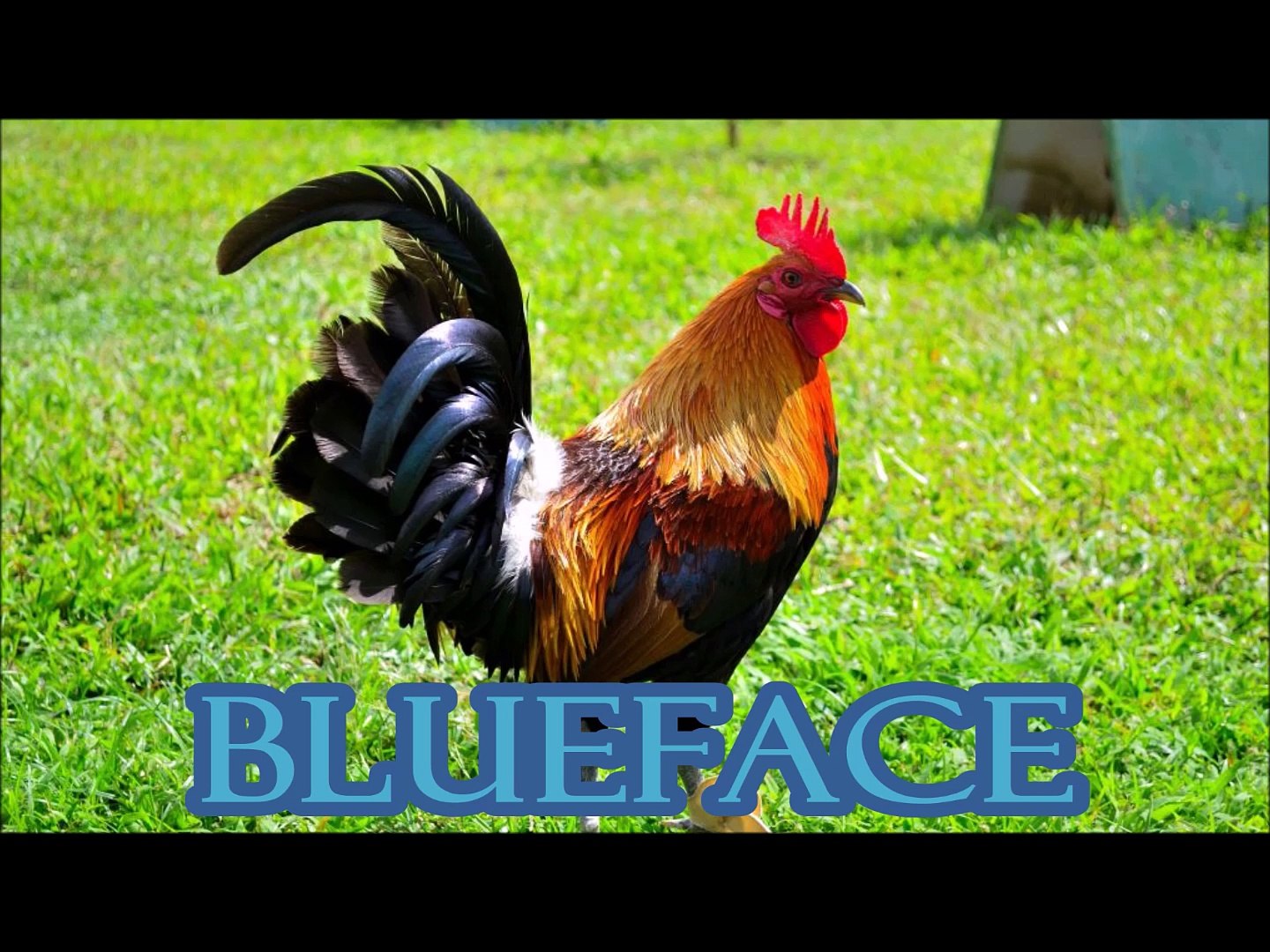 Blueface Rooster
