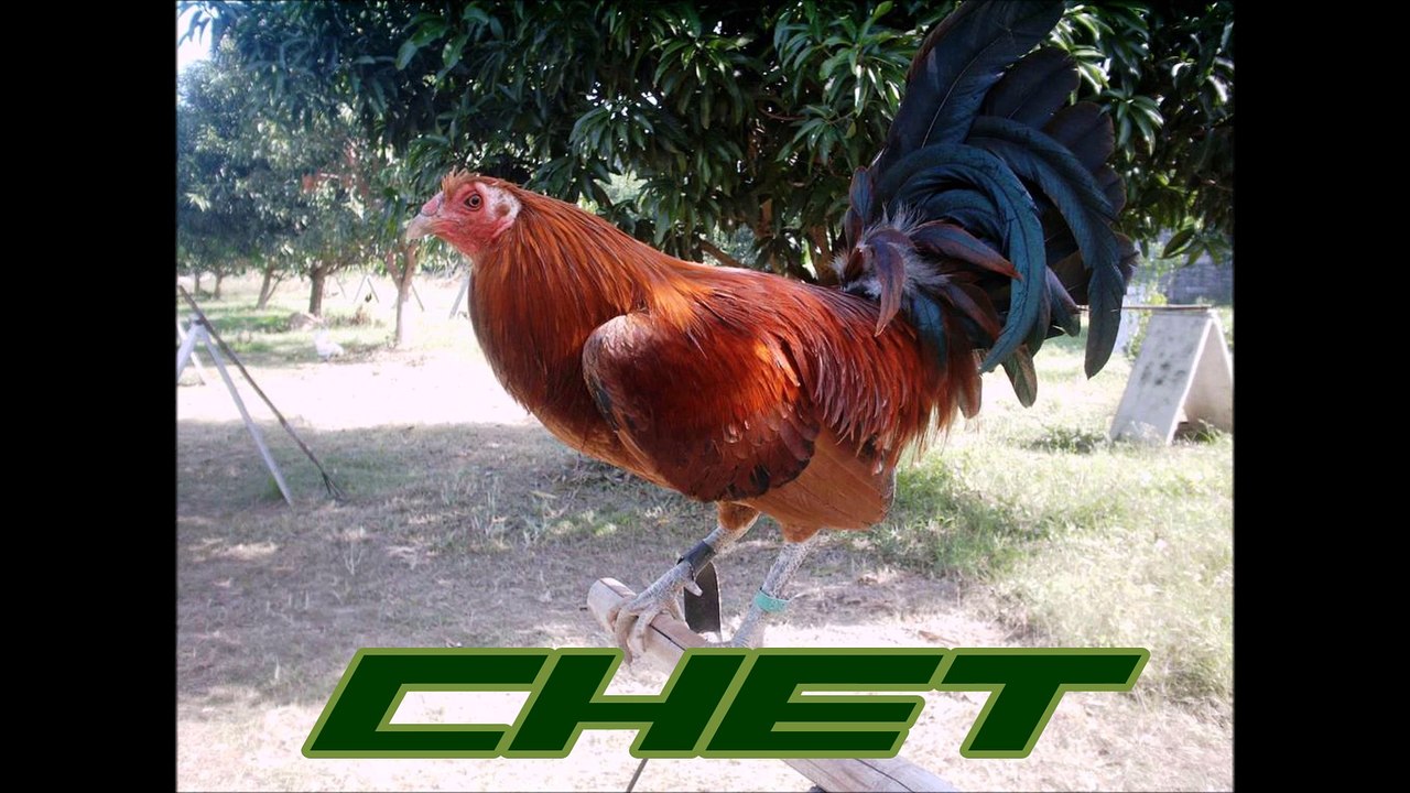 Chet Gamefowl - video Dailymotion
