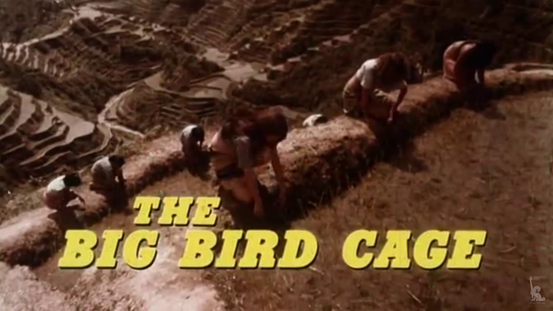 The Big Bird Cage