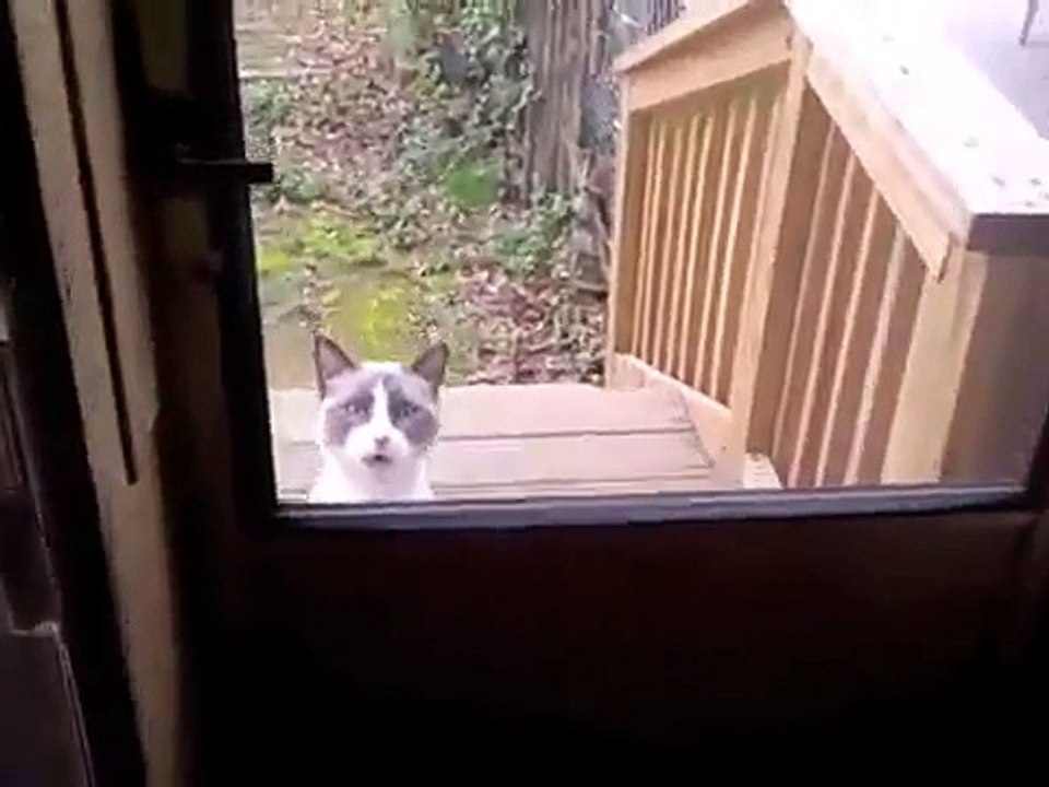 Un chat énervé discute, HURLE, devant la porte - Vidéo Dailymotion