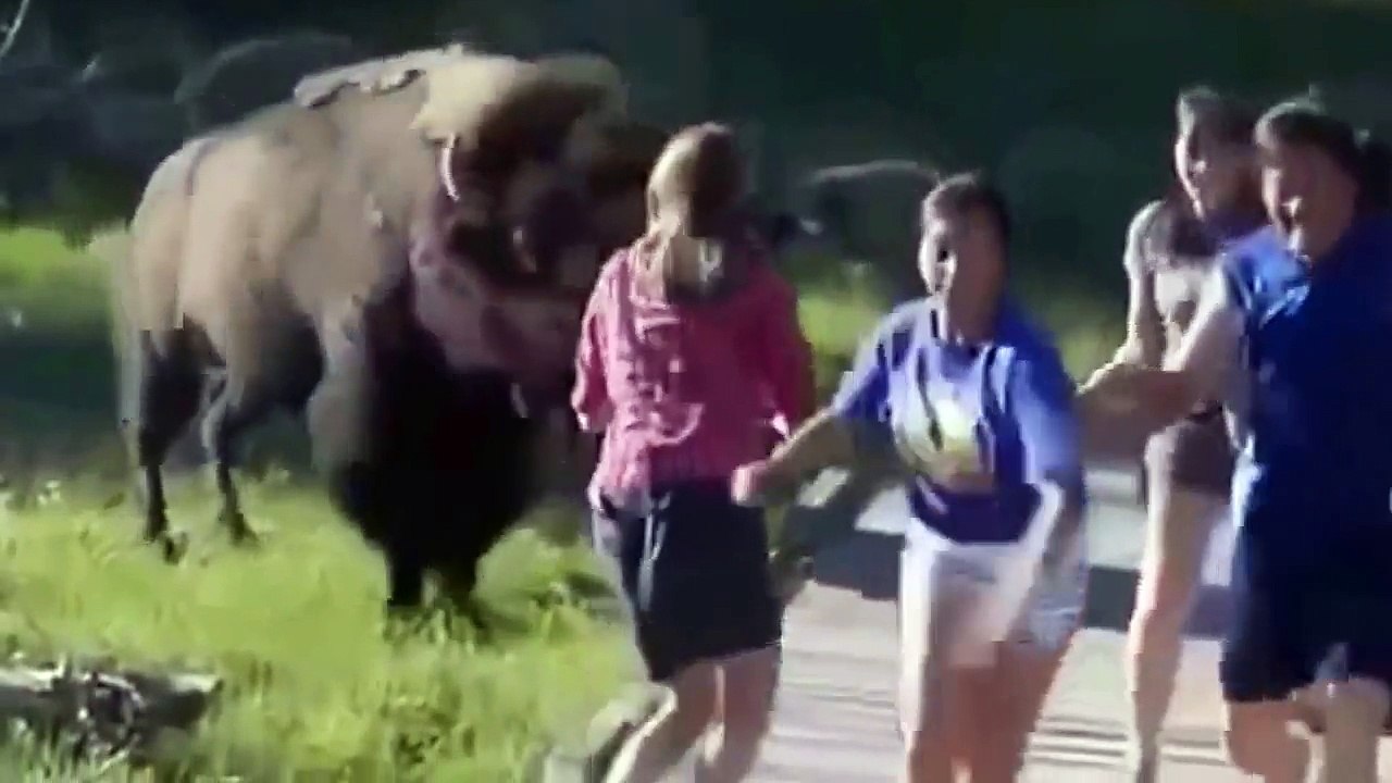 Wild Animals Chasing People | CAUGHT ON FILM - video Dailymotion