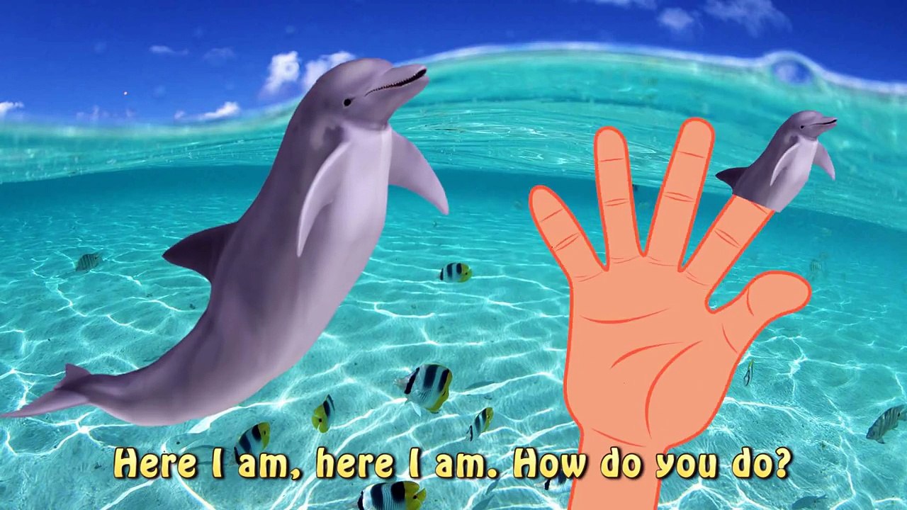 Finger Family Dolphin Family Nursery Rhyme | Sea Animal Finger Family ...