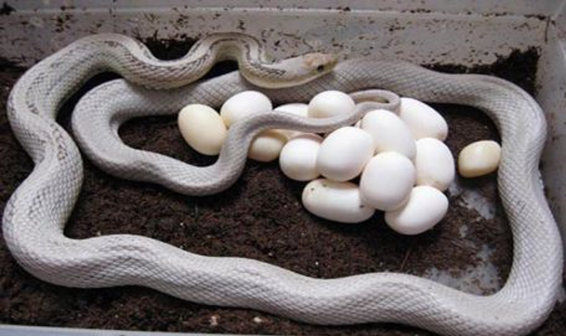Snake Giving Birth To Eggs
