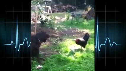 Chicken Vs Dog Funny Animal Attack Video by Victor Pizzey felecia187 ...