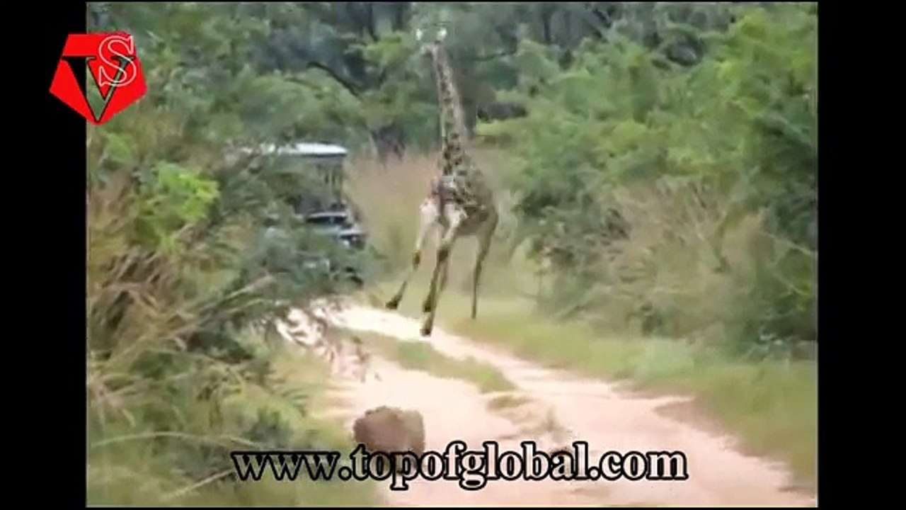Most Amazing Wild Animal Attacks - Lion Vs Giraffe Fight To Death ( Lion Attacks Giraffe ...