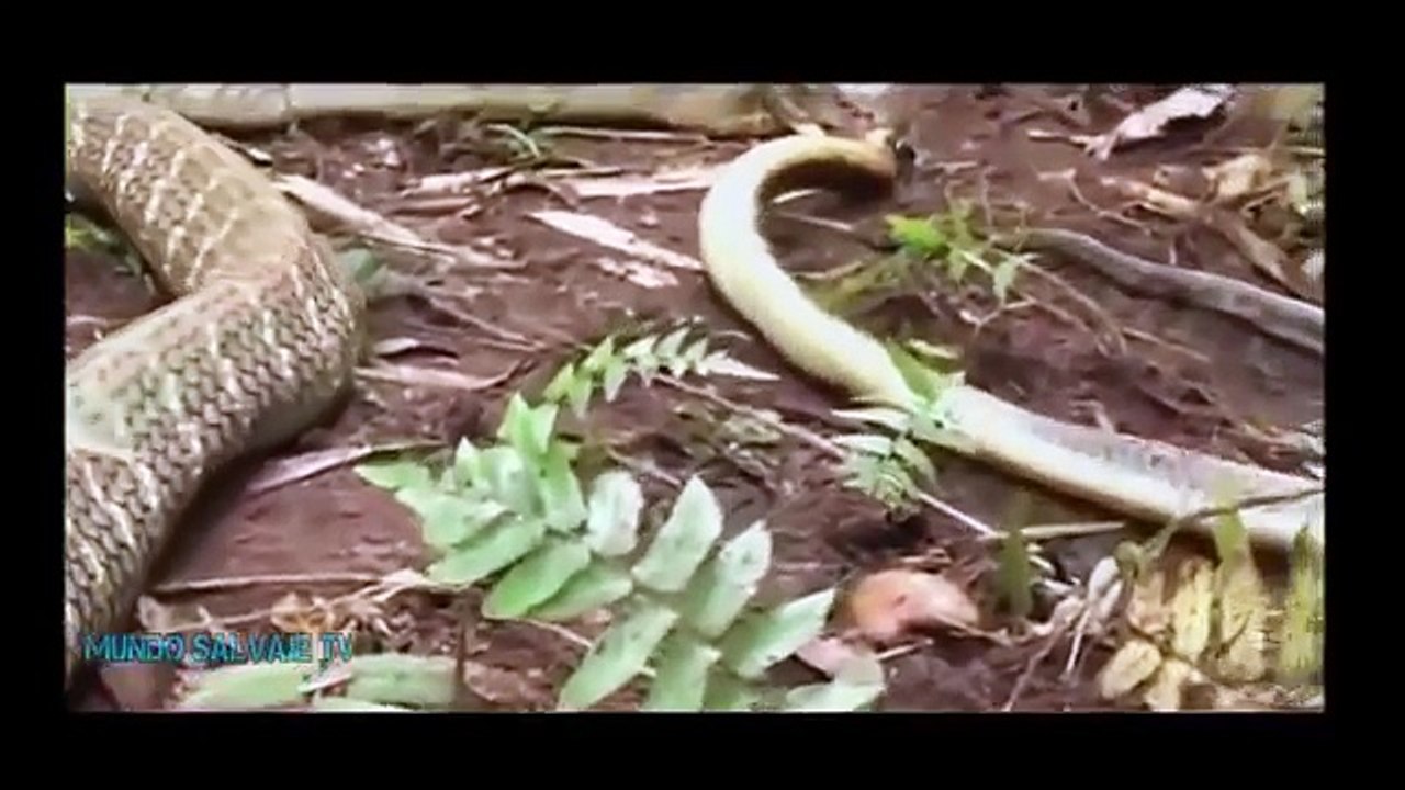 King Cobra vs ANACONDA vs Piton PELEAS SORPRENDENTES 2016 - video ...