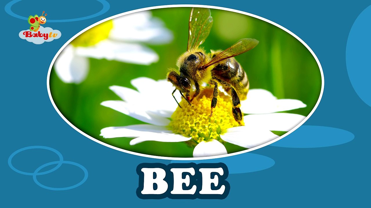 Bee - Learning Animal Sounds and Names for Kids & Toddlers | BabyTV ...