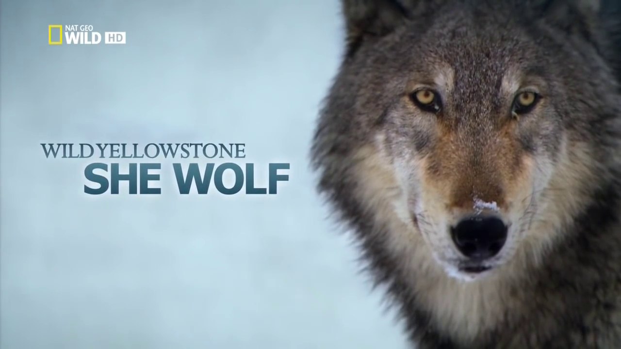 Wild Yellowstone - She Wolf [HD] - video Dailymotion