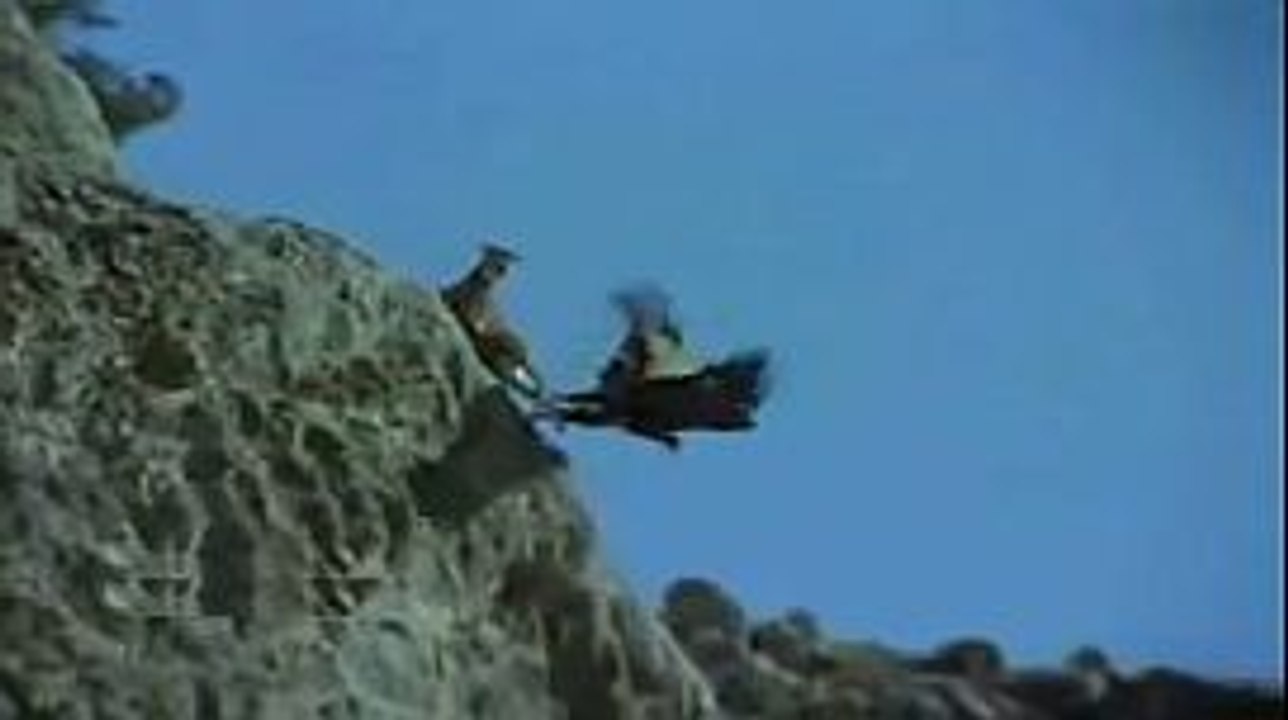 Golden Eagle Attack And Drags Goats Fall Off Cliff - video Dailymotion