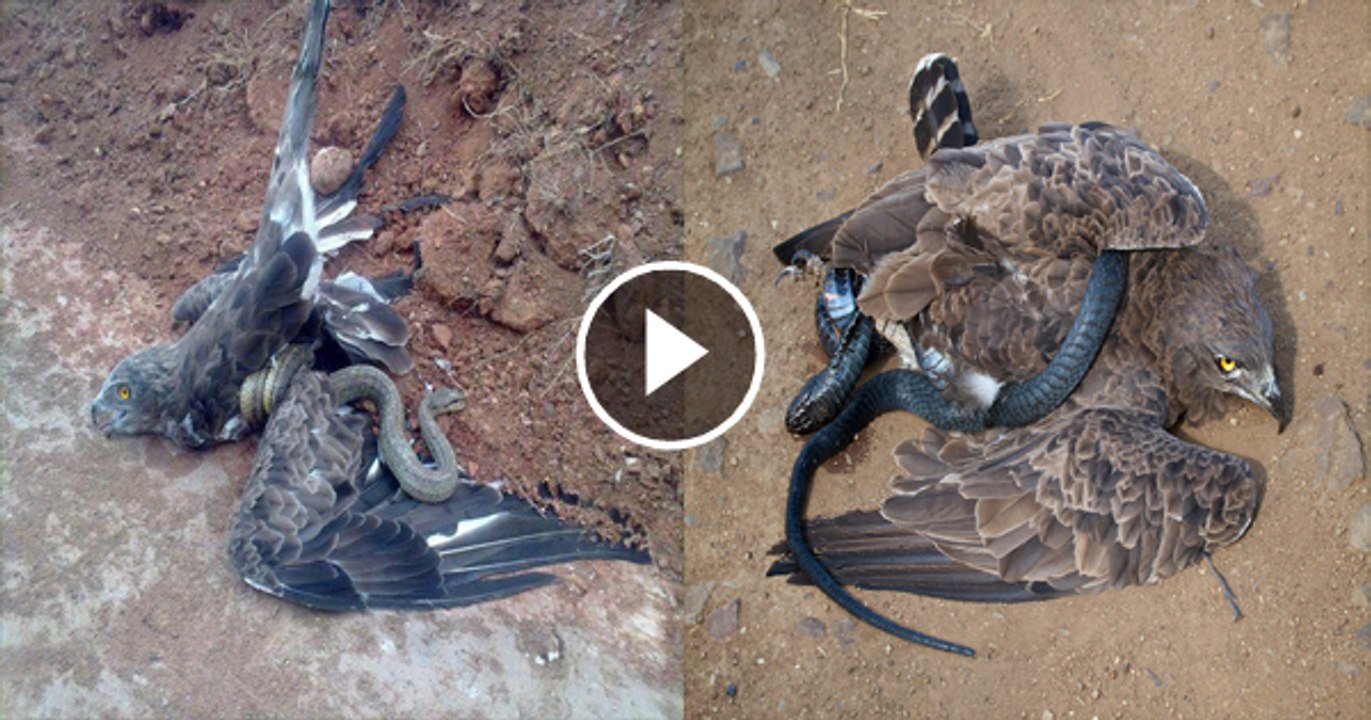 Golden Eagle Fights Snake | fight between snake and eagle | - video ...