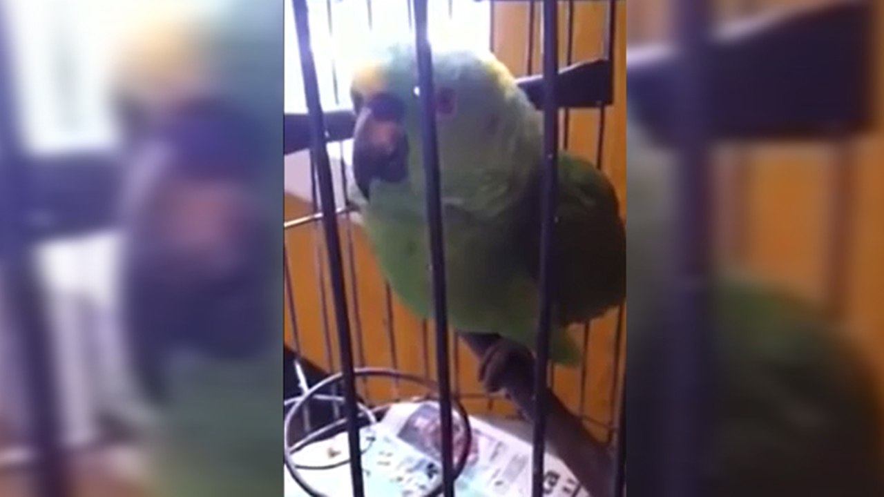 Parrot crying like a child - video Dailymotion