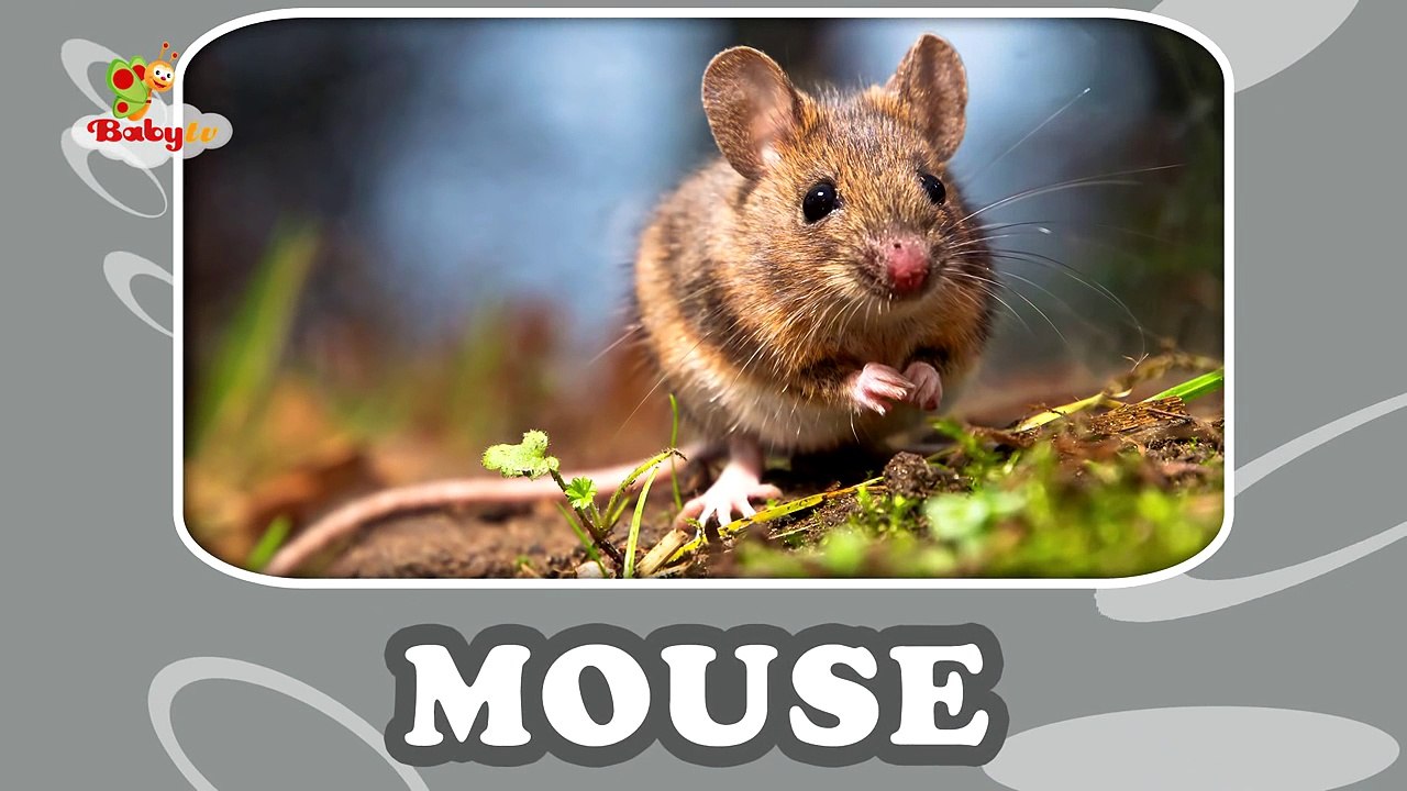 Mouse - Learning Animal Sounds and Names for Kids & Toddlers | BabyTV ...