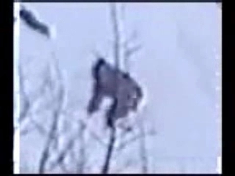 Footage Of A Yeti - video Dailymotion