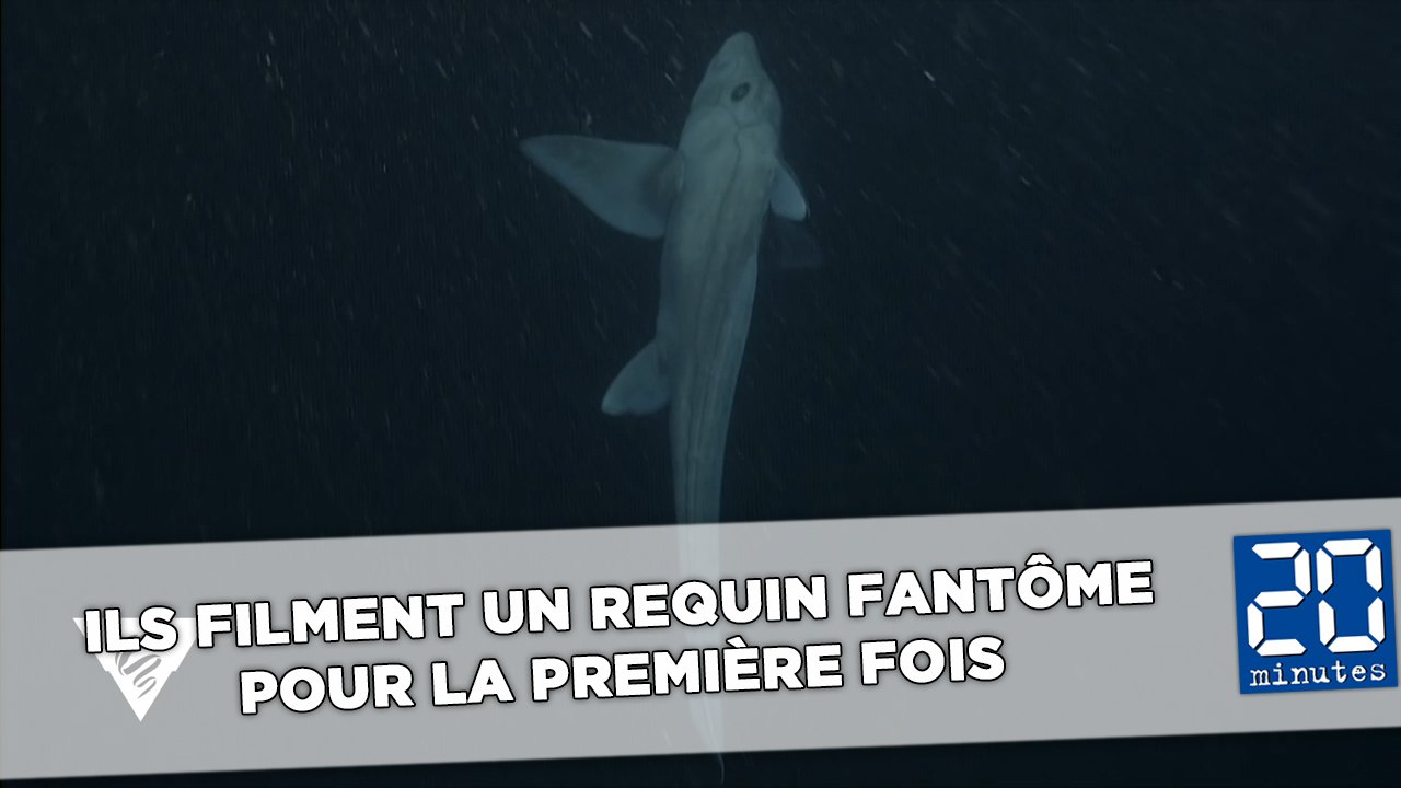 Ils filment un requin fantôme pour la première fois - Vidéo Dailymotion