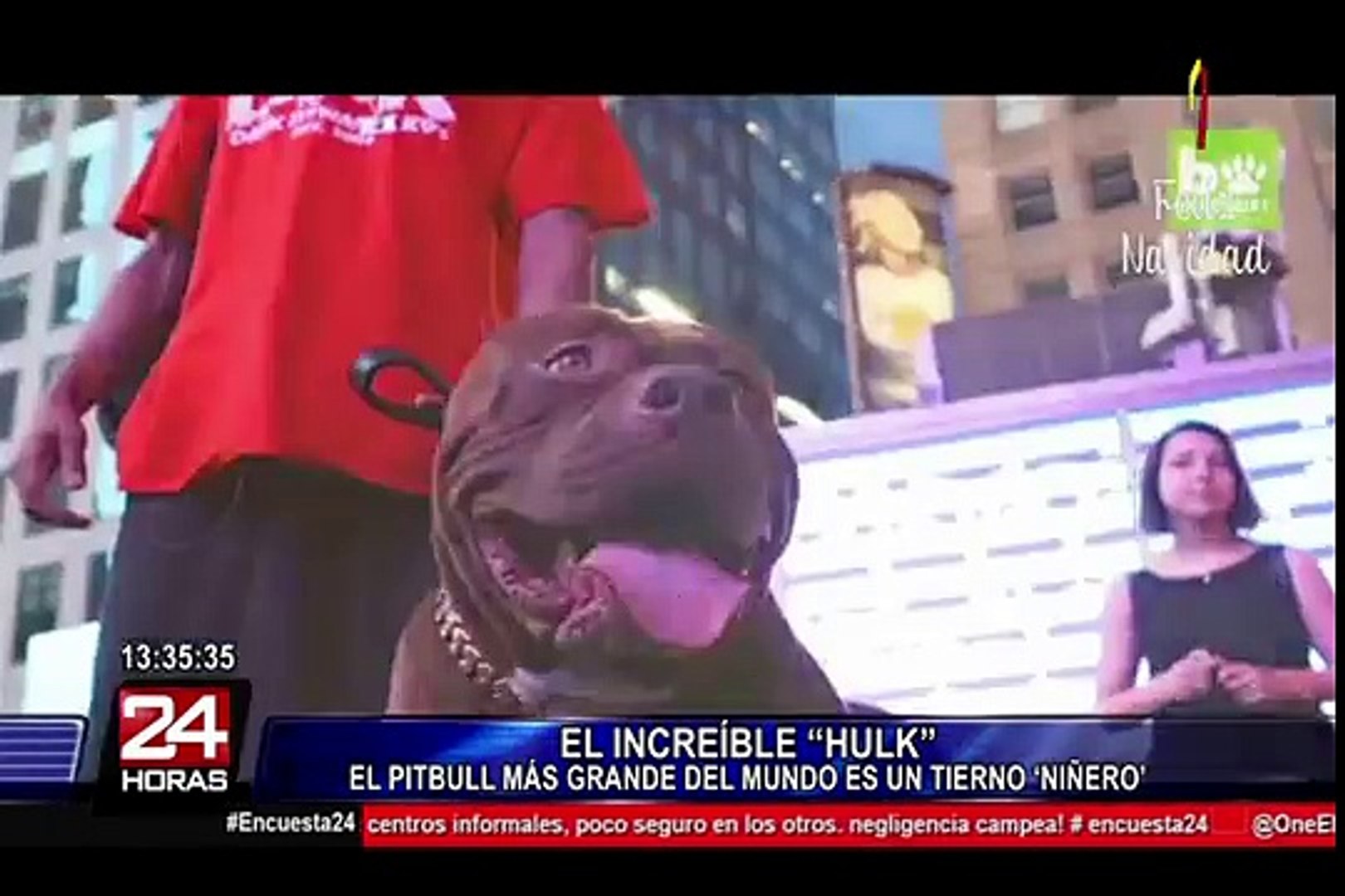 Cómo Se Hizo Tan Grande Hulk El Pitbull