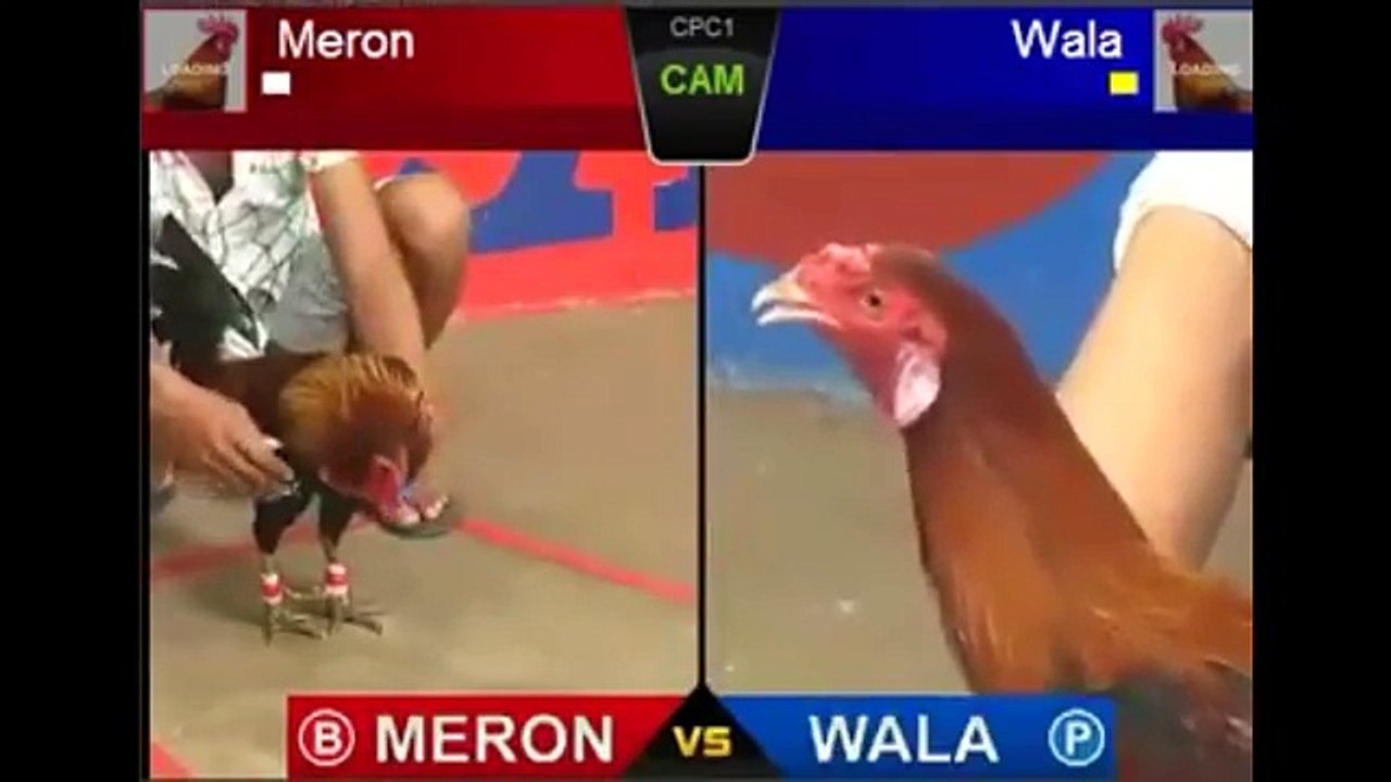 Rooster fight - New rooster fight - video Dailymotion