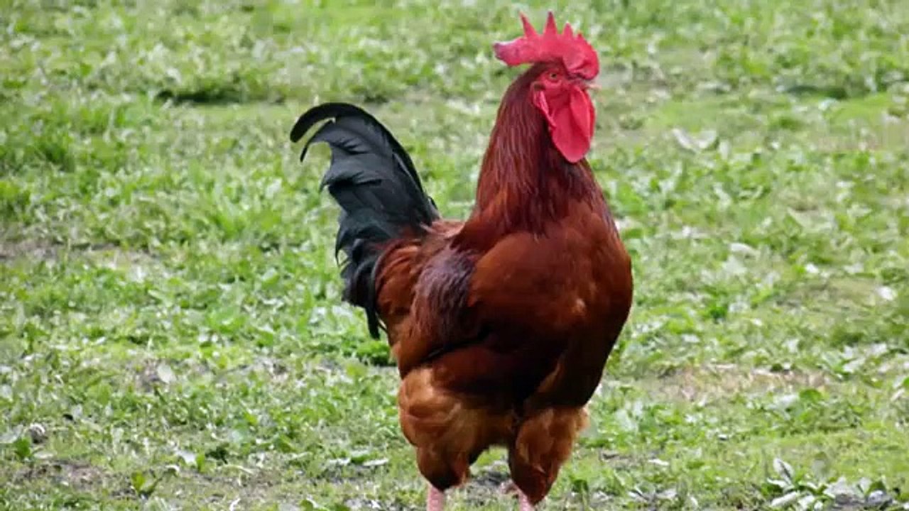 horoz sesi - Dailymotion Video