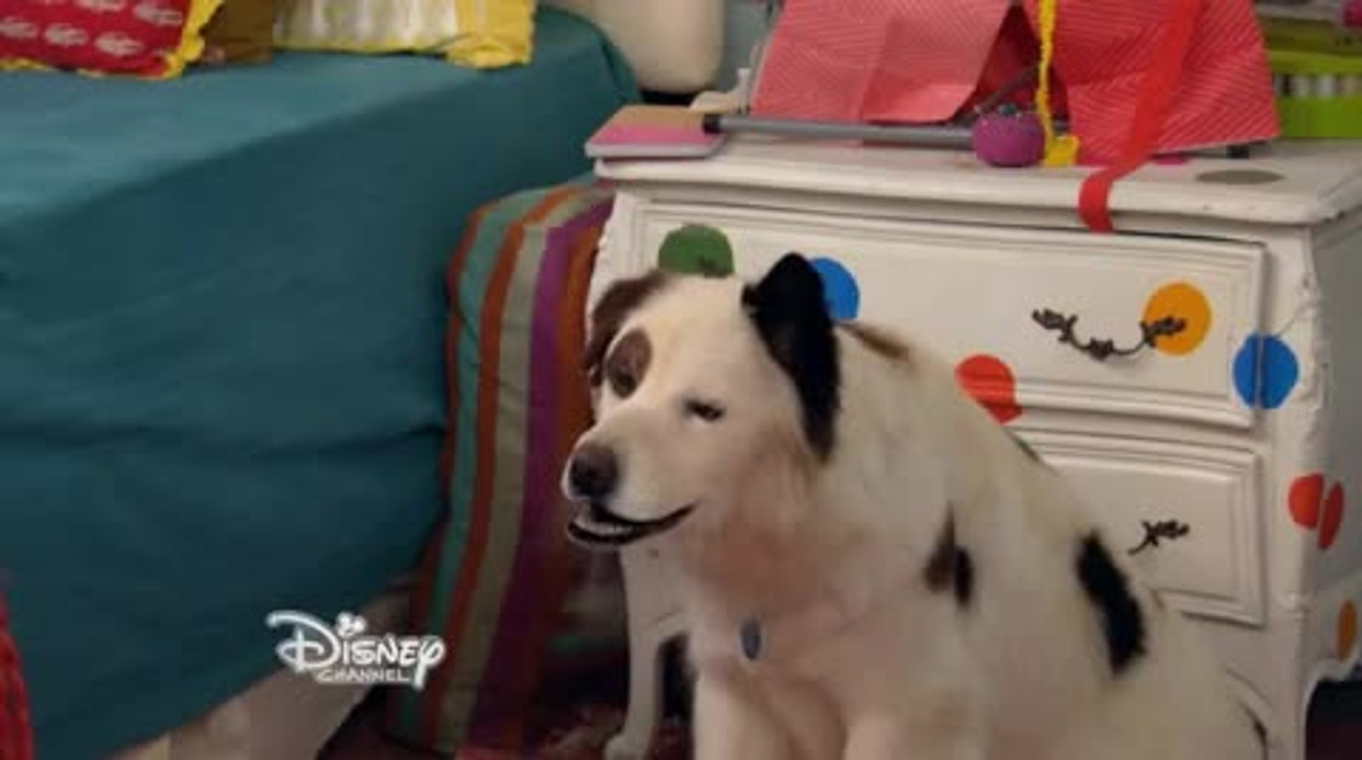 What Breed Is Stan From Dog With A Blog