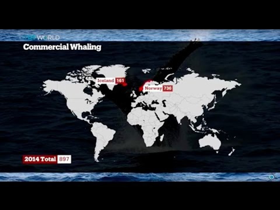 Insight: The Whaling Ban - video Dailymotion