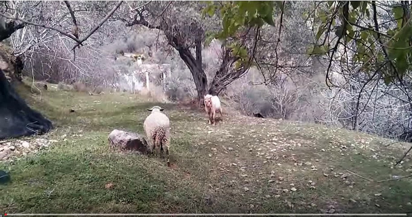 Goat Vs Ram - video Dailymotion