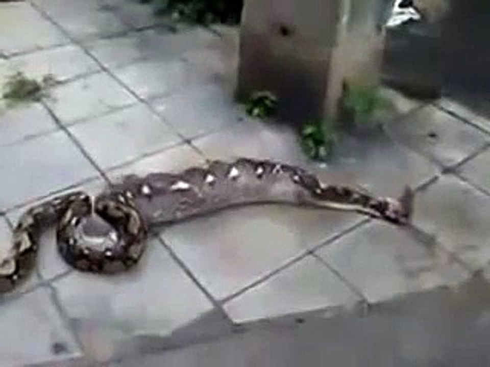 Anaconda in the hunt - video Dailymotion