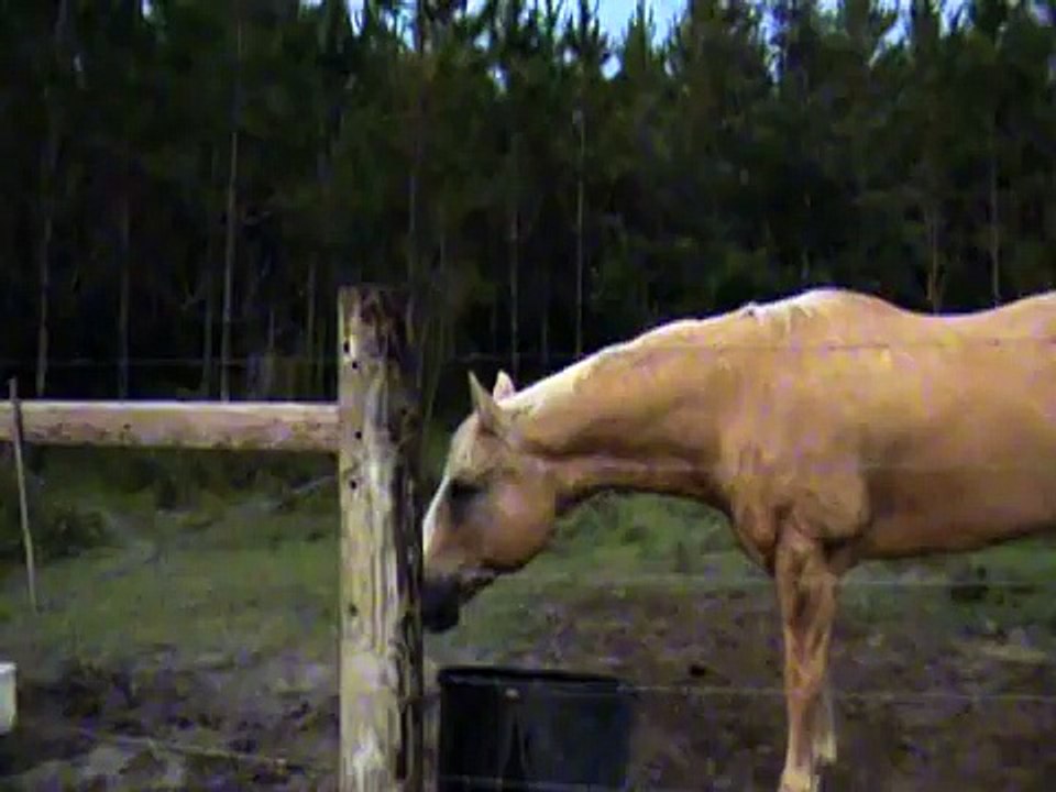 Man running from cow (Cow chasing Man) Original - video Dailymotion