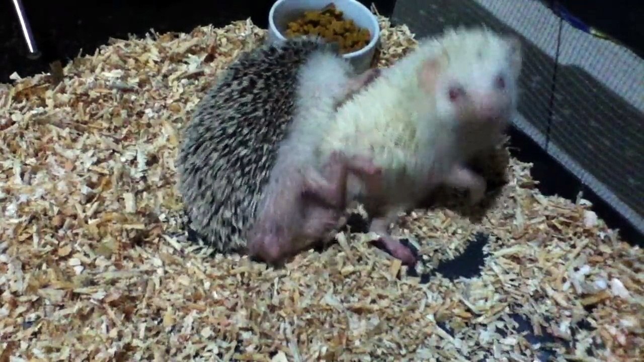 Hedgehog Mating - video Dailymotion
