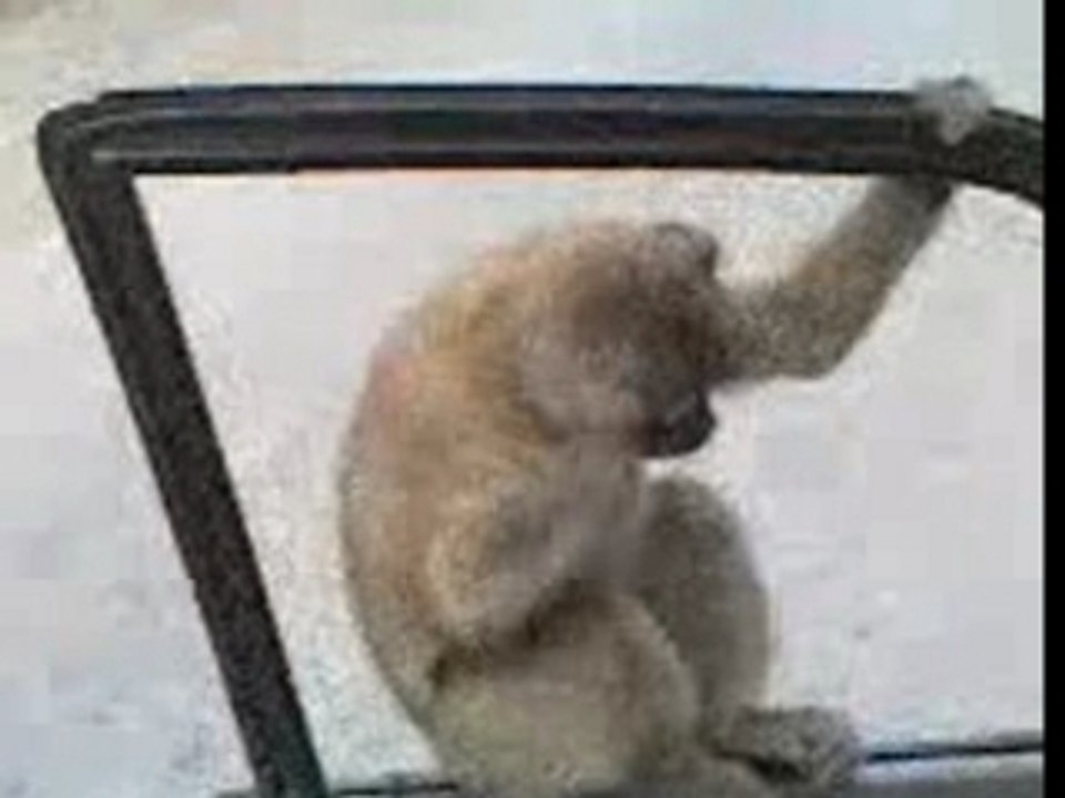 singe a bejaia - Vidéo Dailymotion