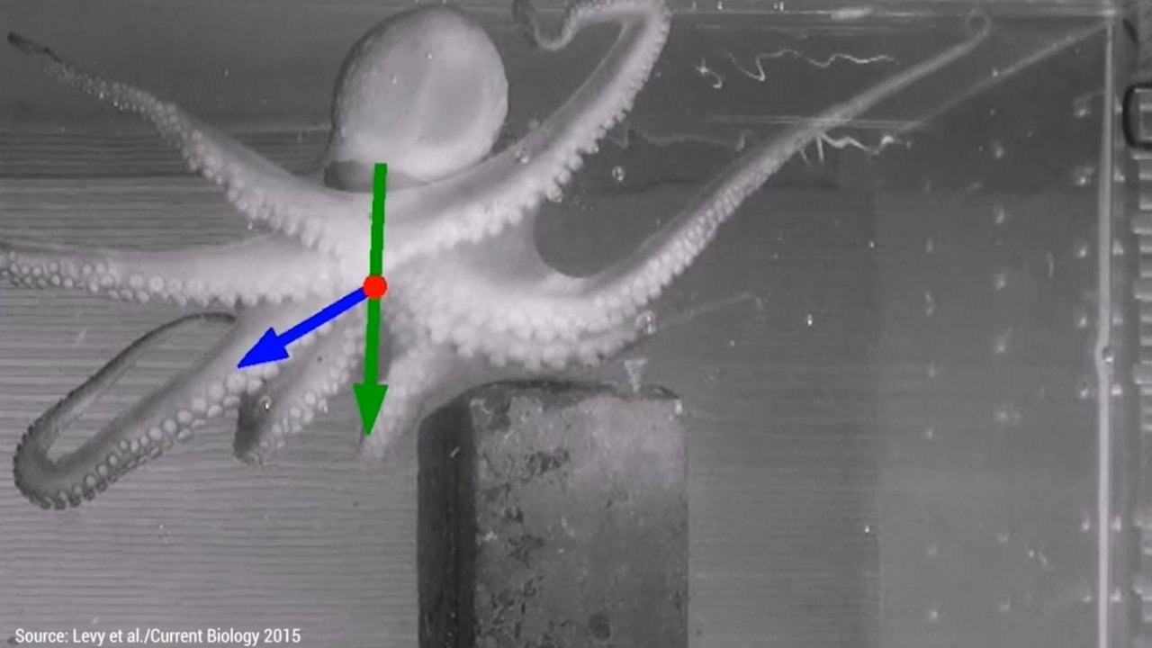How do octopuses control their eight arms all at once? - video Dailymotion