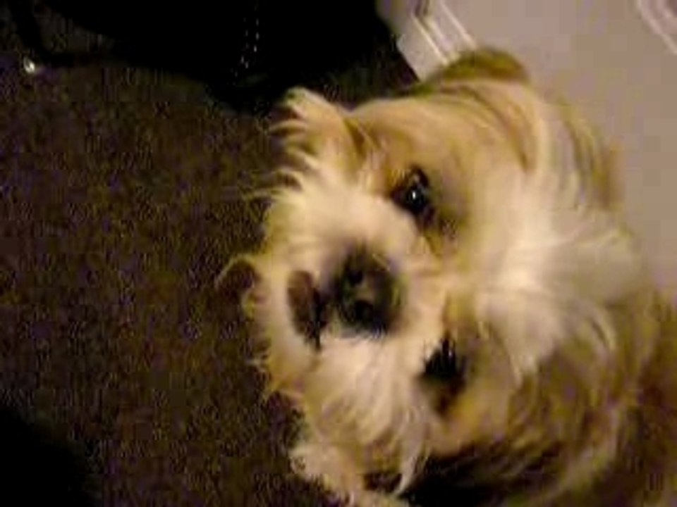 Pollux (chien qui ''parle'') - Vidéo Dailymotion