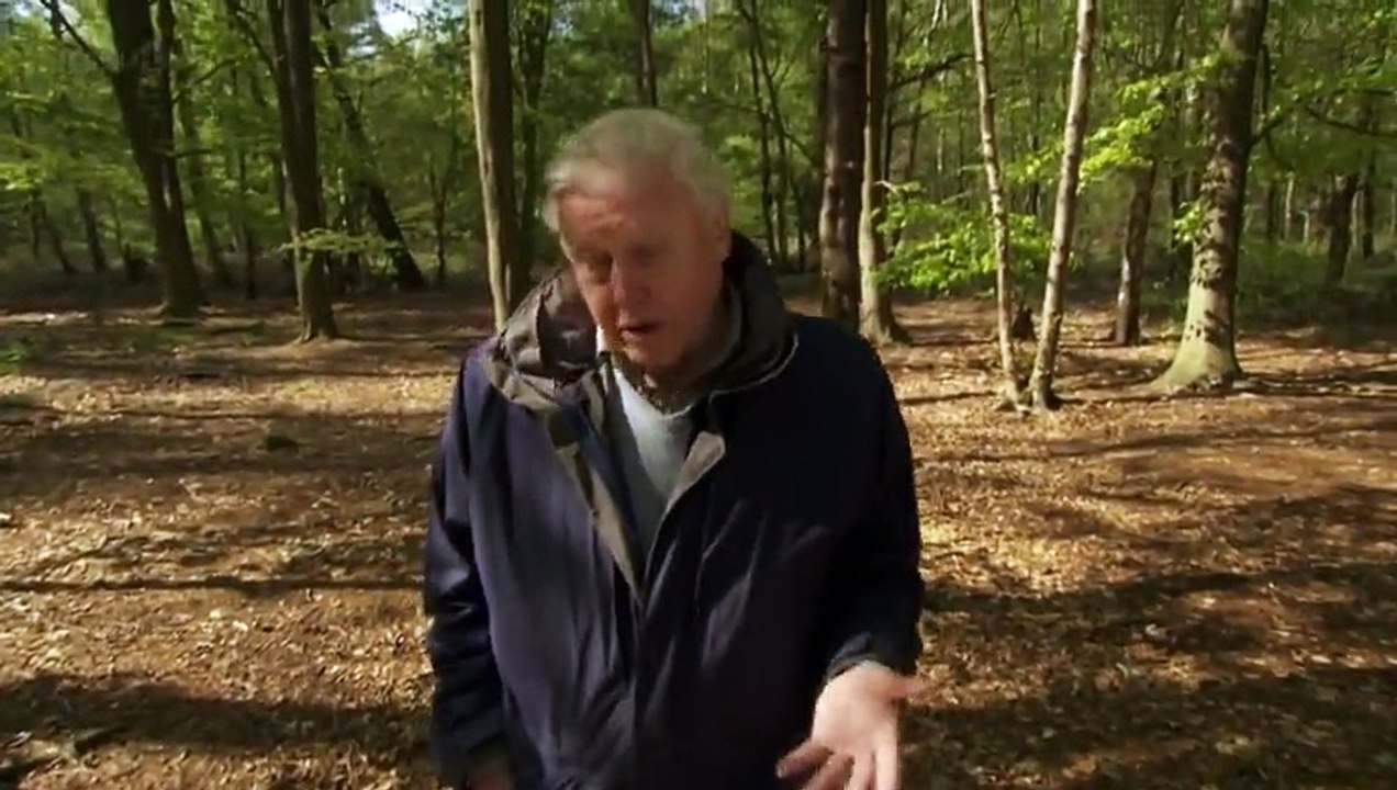 David Attenborough's First Life - Part 1 - Vídeo Dailymotion