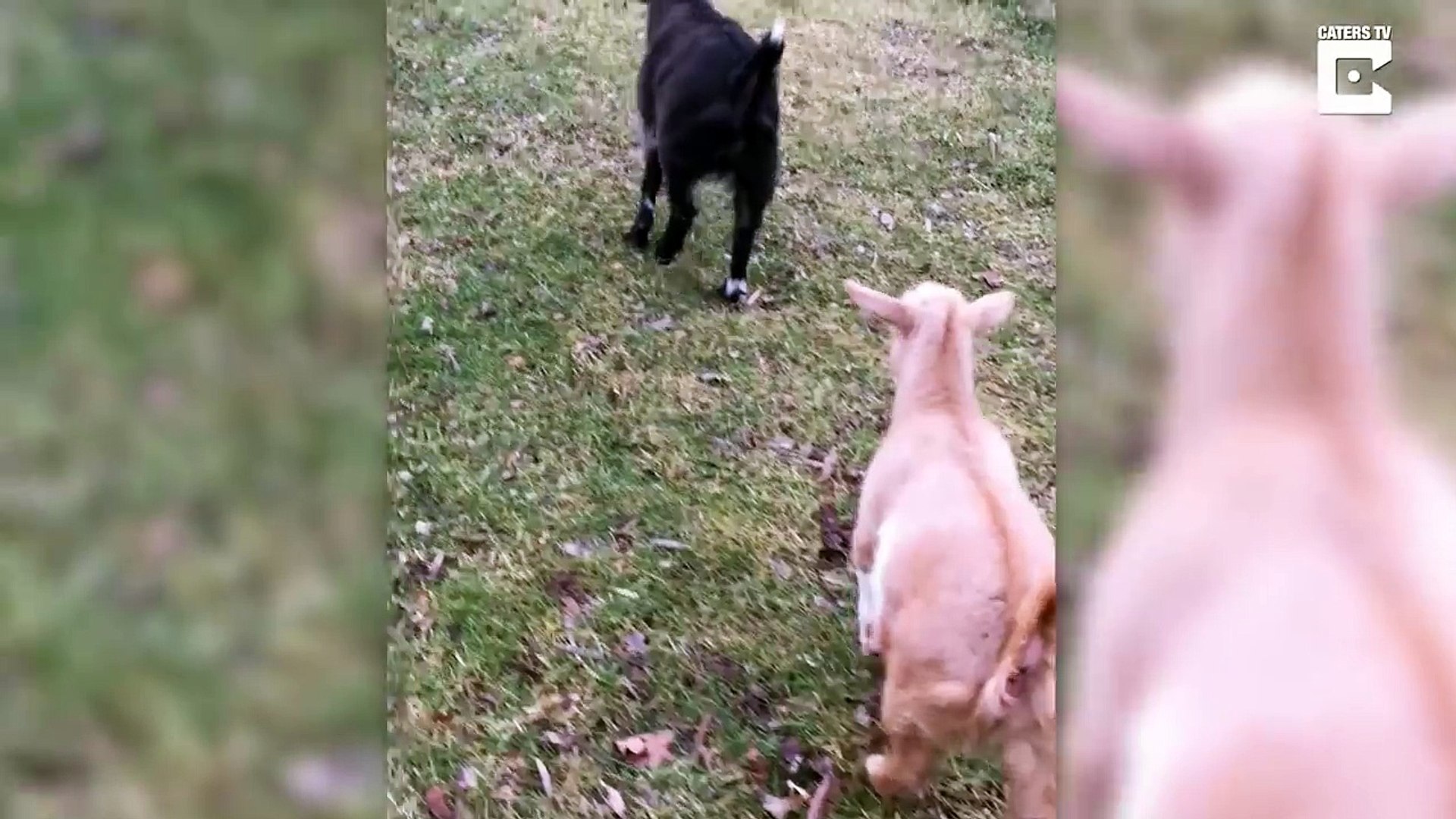 Gif De Chèvres Sautant