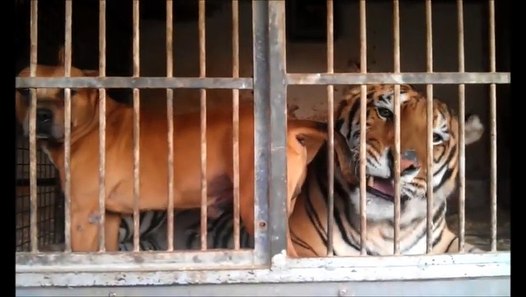 Pitbull Vs Tiger - video dailymotion