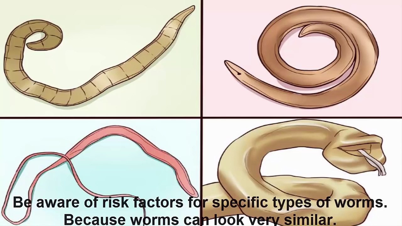 How to Identify Different worms in dogs - video Dailymotion