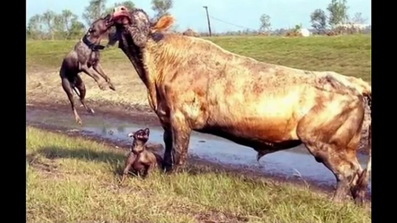Two Pitbull Dog vs Bull - video Dailymotion