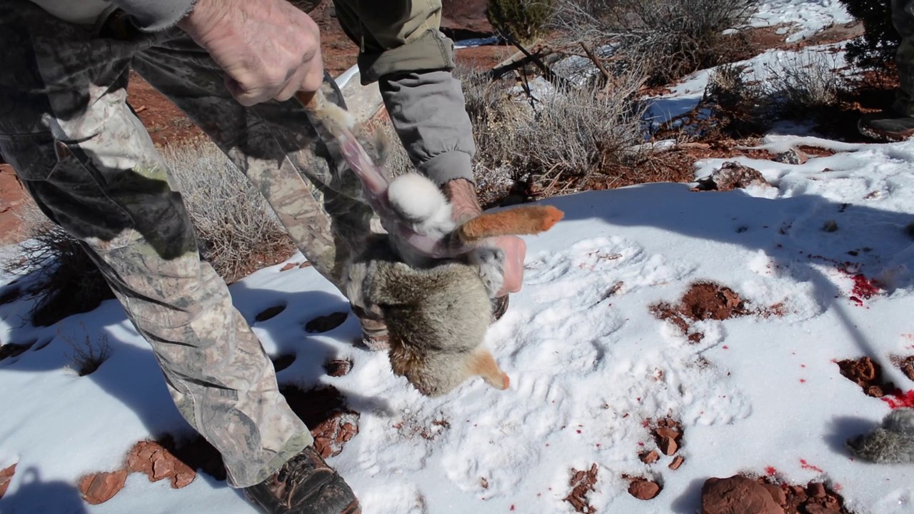 How to Field Dress a Rabbit (in 79 Seconds) - video Dailymotion