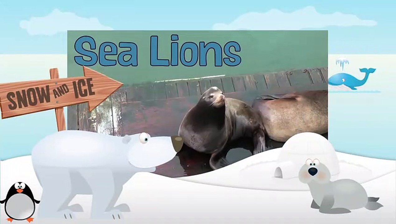 SEA LIONS Animals for children. Kids videos. Kindergar dbvfr5 - Video ...