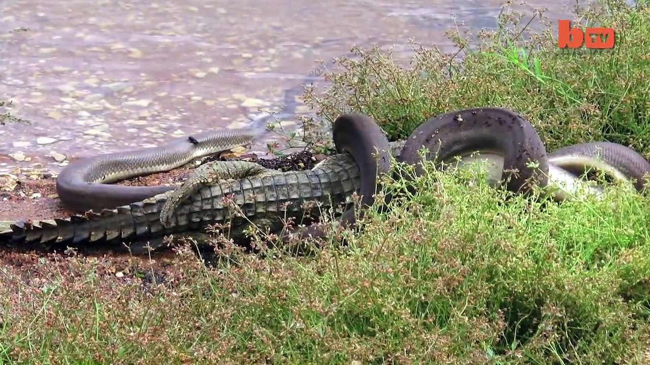 Snake Eats Crocodile In Australia (Video) - video Dailymotion