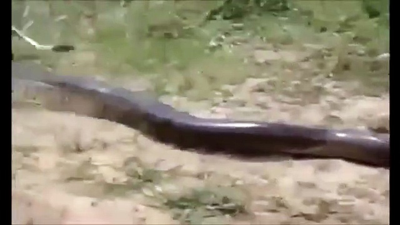 Giant Snake Eats Woman Alive - Biggest Python Snake - Giant Anacond ...