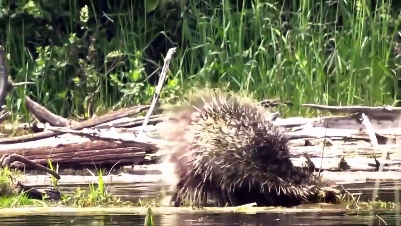 Serpent Attacks the porcupine! Porcupine vs dog - video Dailymotion