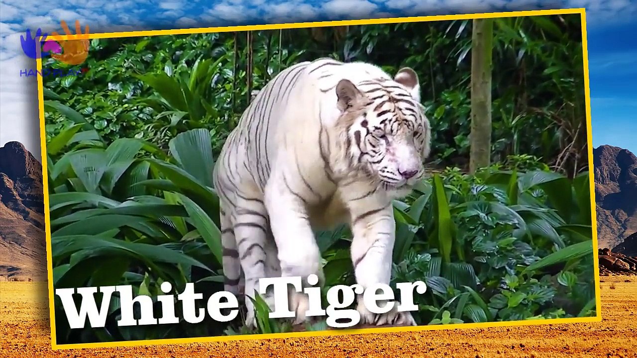 Learn Wild Animals Names and Sounds | With Cartoon characters and Real ...