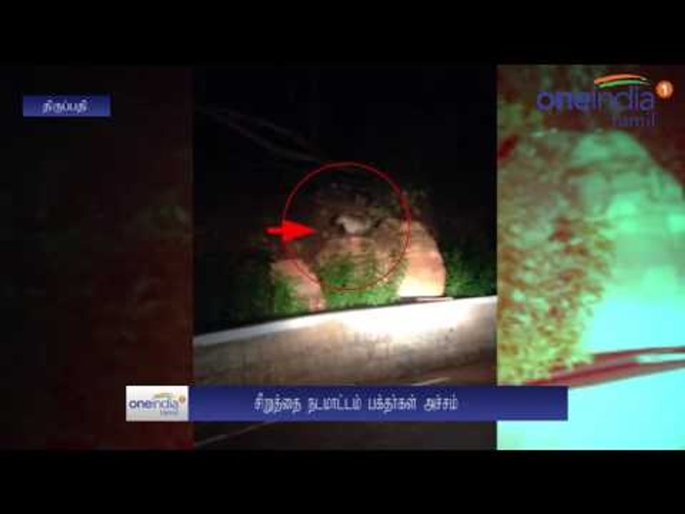 Leopard seen walking near to Tirupati Balaji Temple (Watch video ...