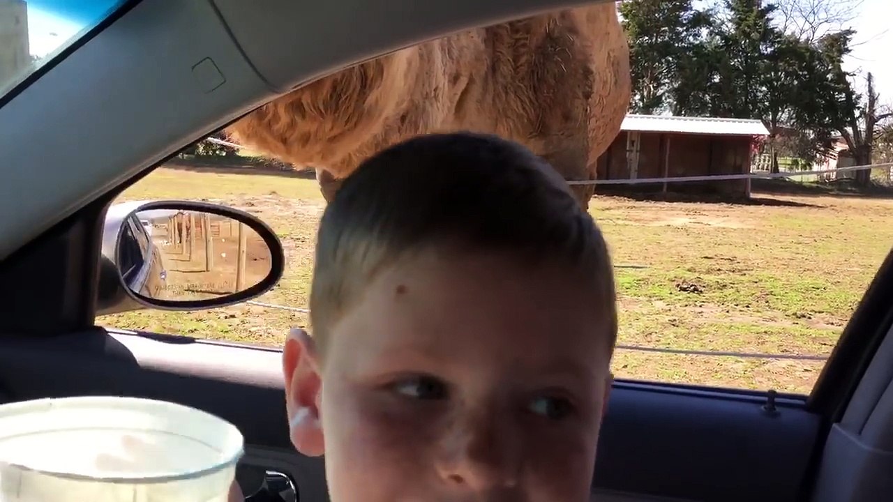 Llama Attack - video Dailymotion