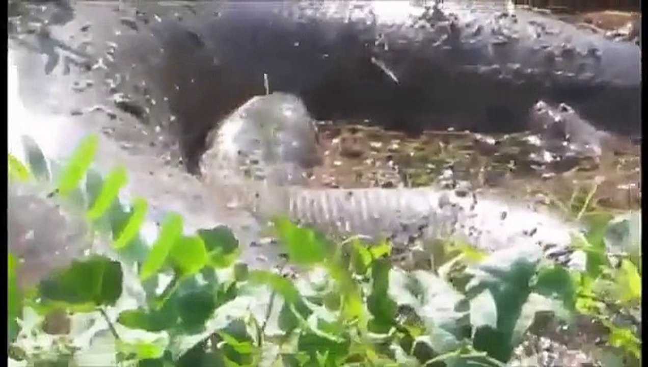 Giant Snake Eats man Alive - Largest Pytho - video Dailymotion