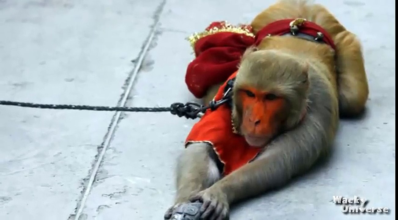 Monkey with AK-47 - video Dailymotion