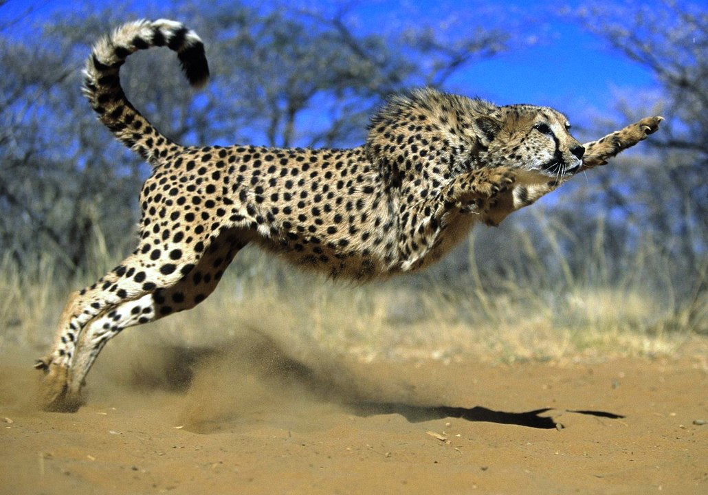 LEOPARDO DE CATIVEIRO ATACANDO HOMEM - Vídeo Dailymotion