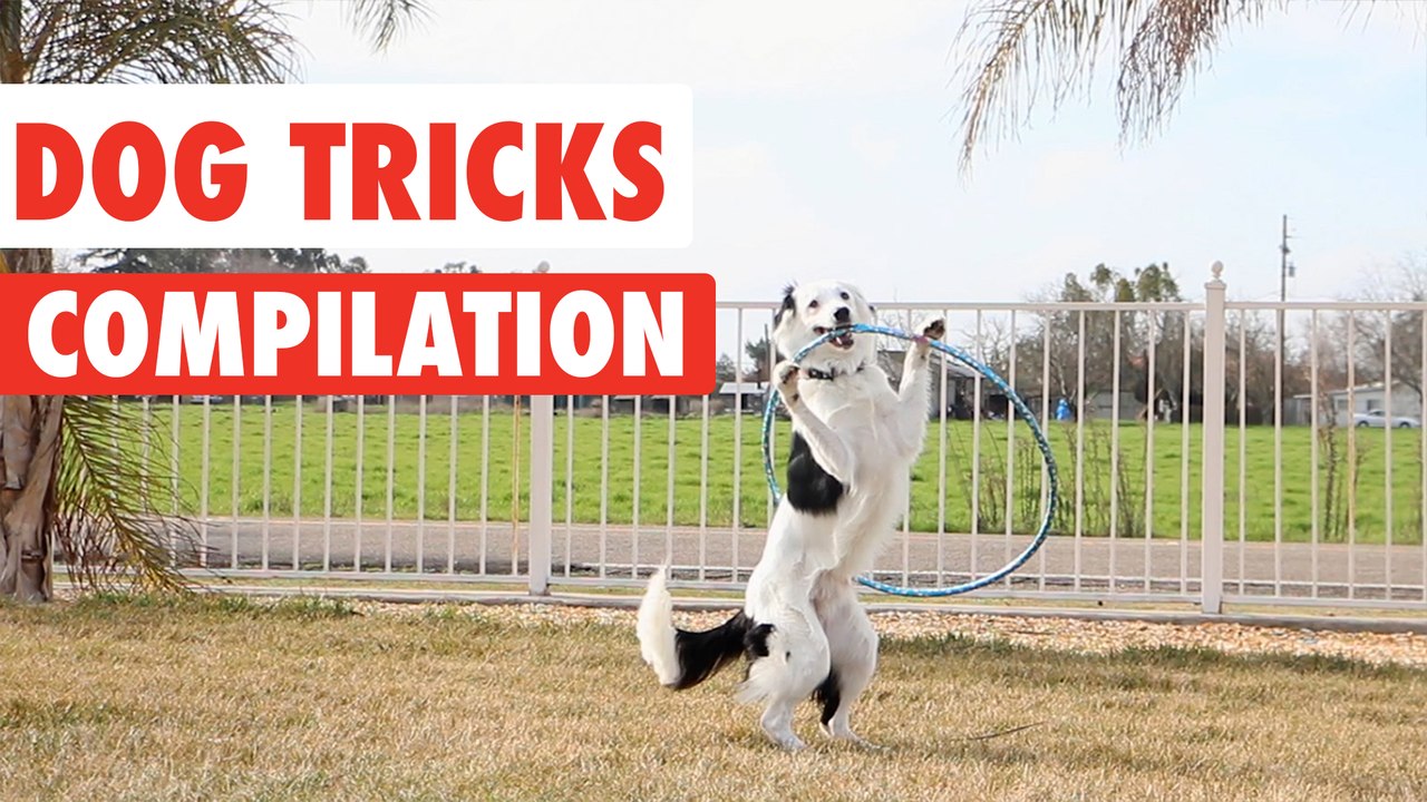Amazing Dog Tricks Video Compilation 2017 - video Dailymotion