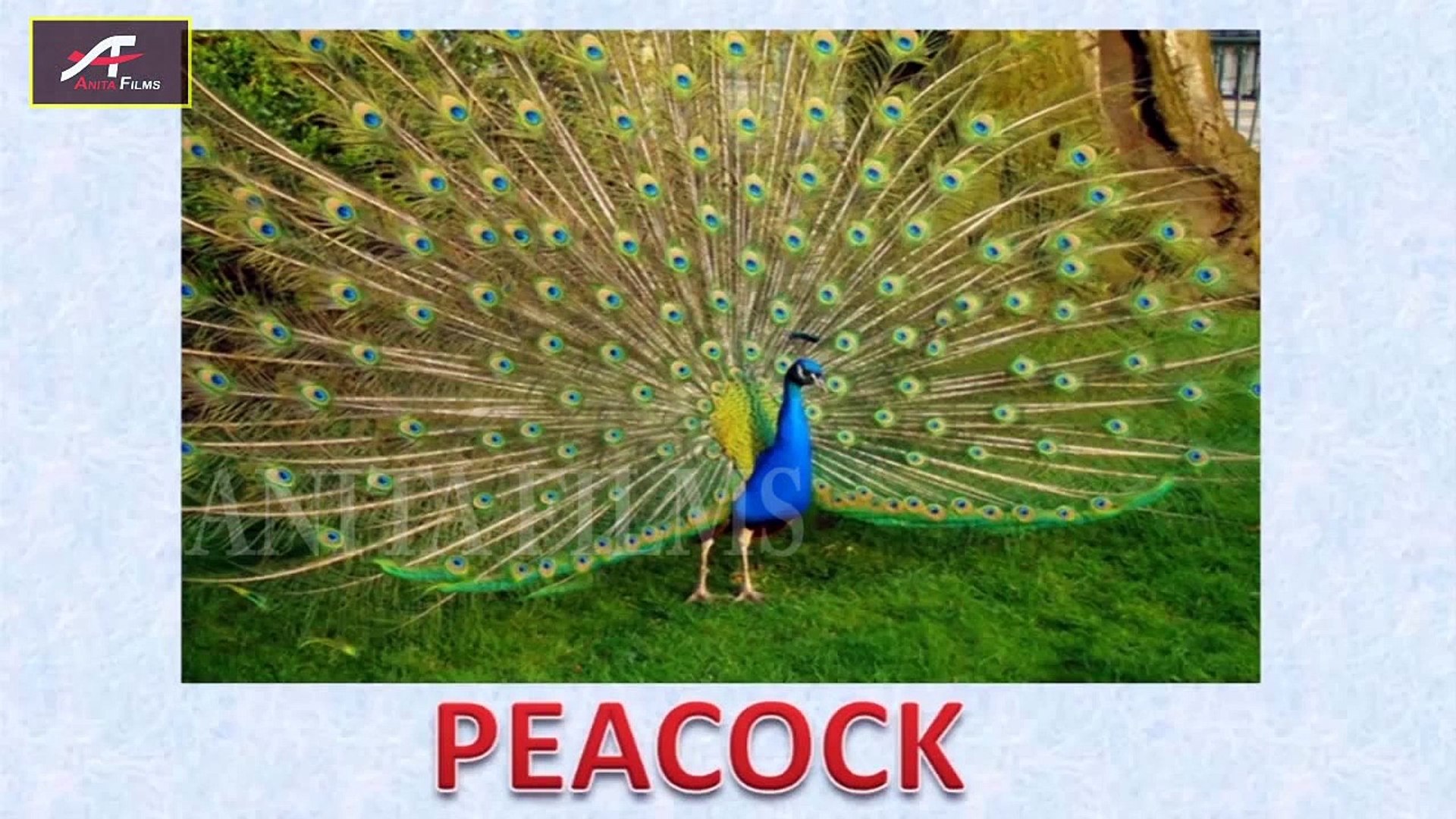 Real Animals Pictures For Kids