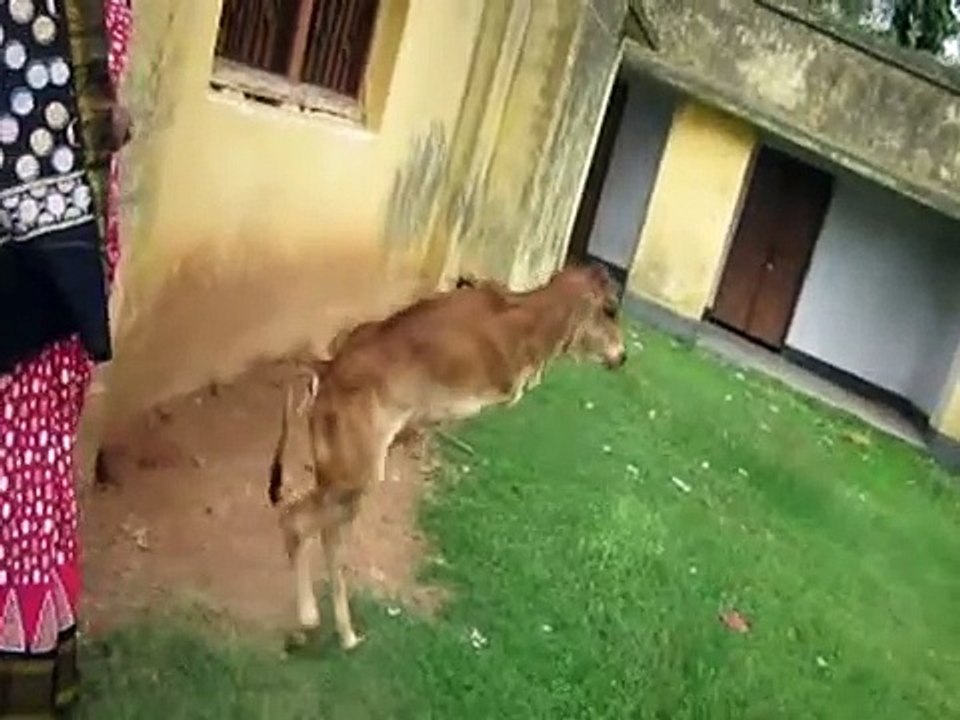 Two Legged Cow - video Dailymotion